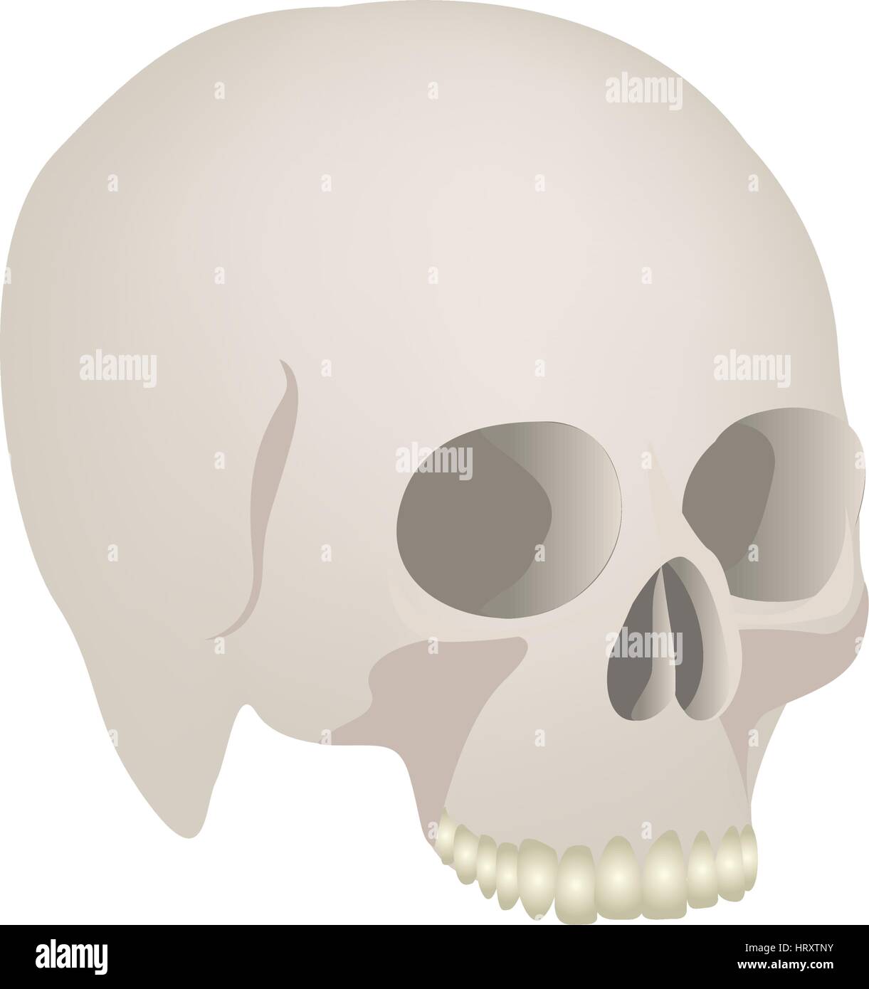 Skull Human Vector Stock Photos & Skull Human Vector Stock Images - Alamy