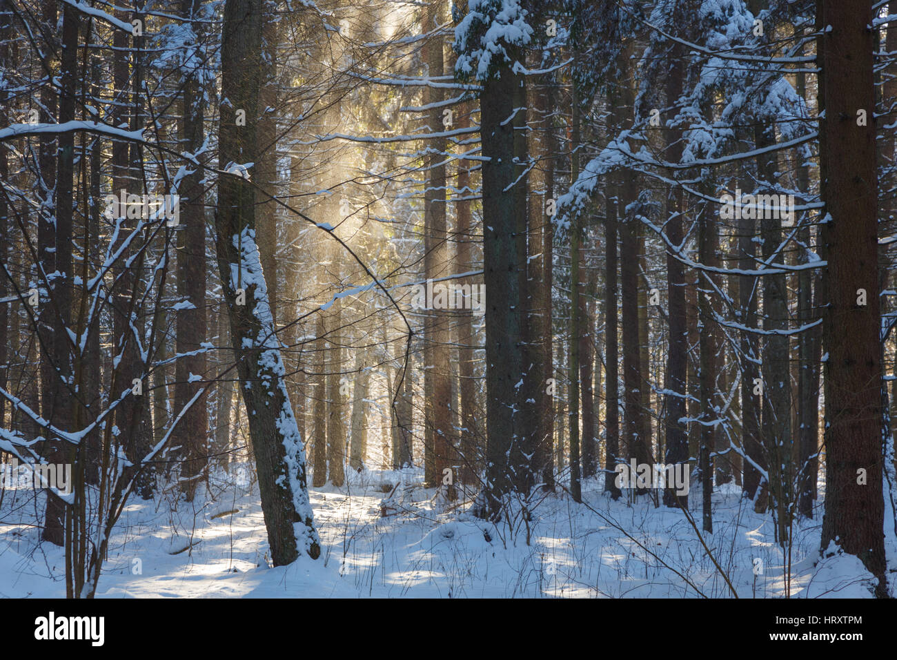 Snowfall in sun inside natural standwith znow wrapped broken tree in ...