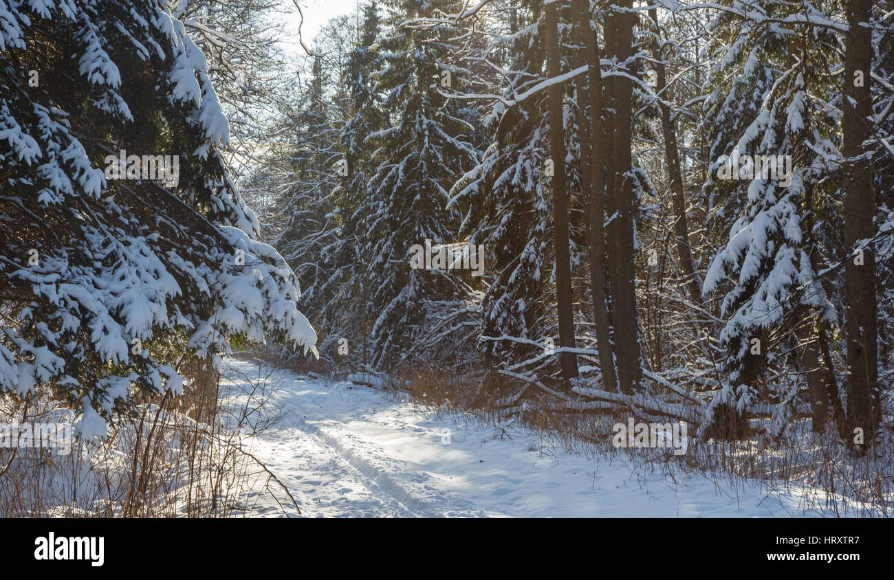 Snowfall after deciduous stand in morning with snow wrapped spruce and ...