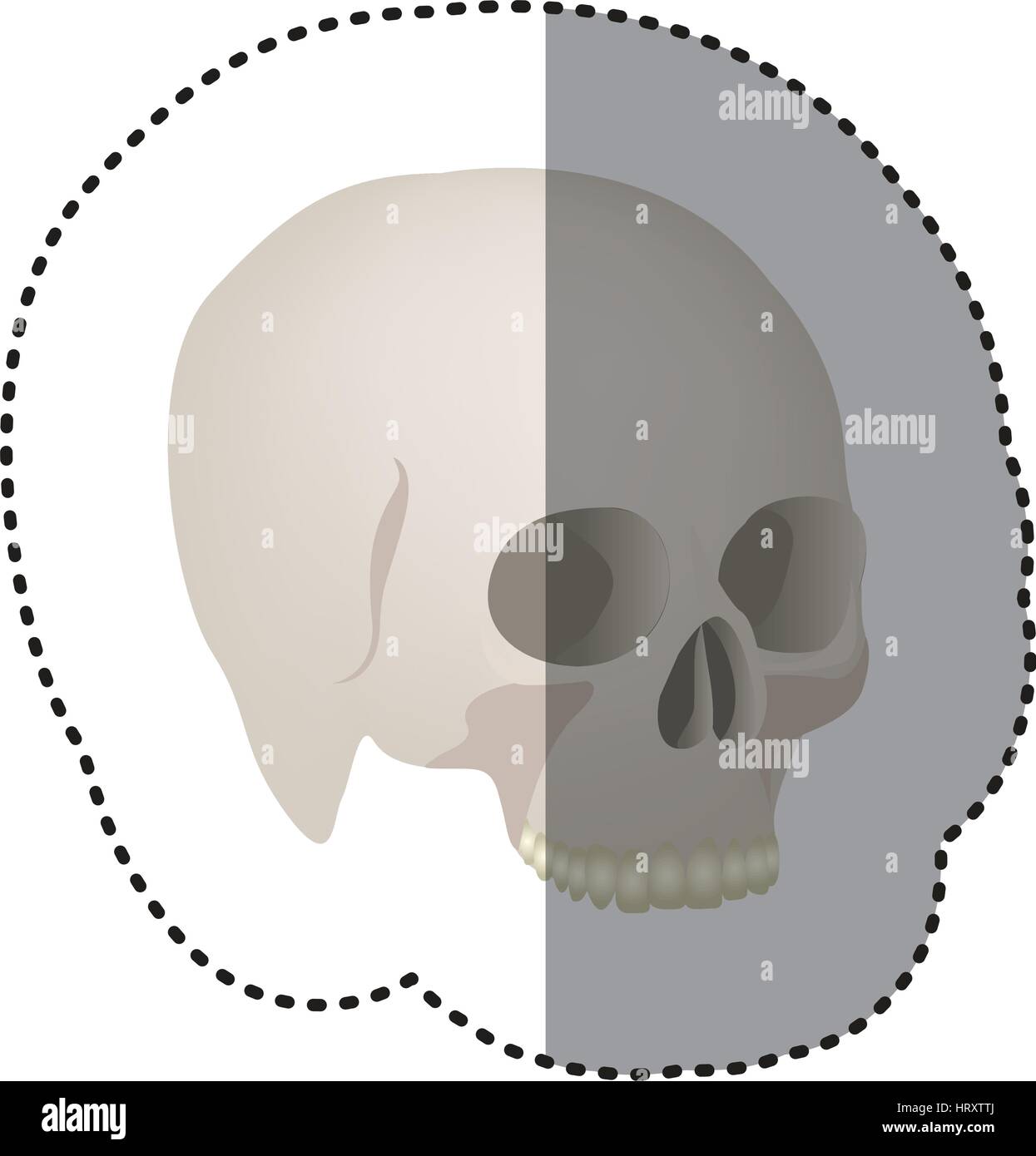 sticker side view realistic human skull icon Stock Vector Image & Art ...