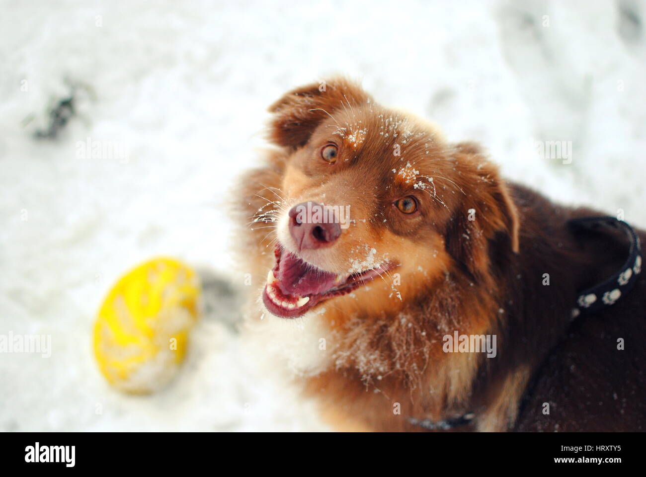 Australian Shepherd dog smiling Stock Photo - Alamy