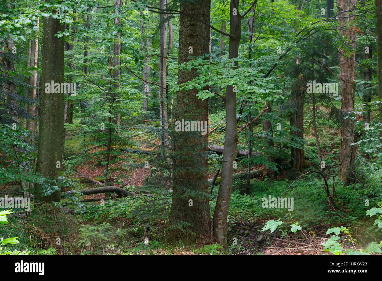Natural mixed stand of Bieszczady Mountain region in summer rain after ...