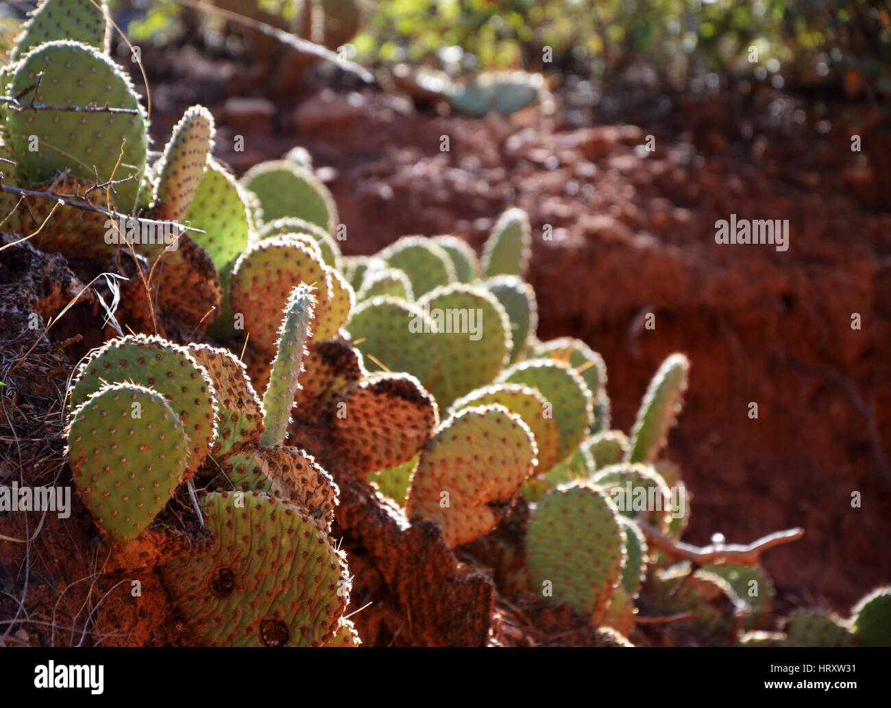 Prickly Pear Cactus in Zion National Park, Utah, USA Stock Photo - Alamy