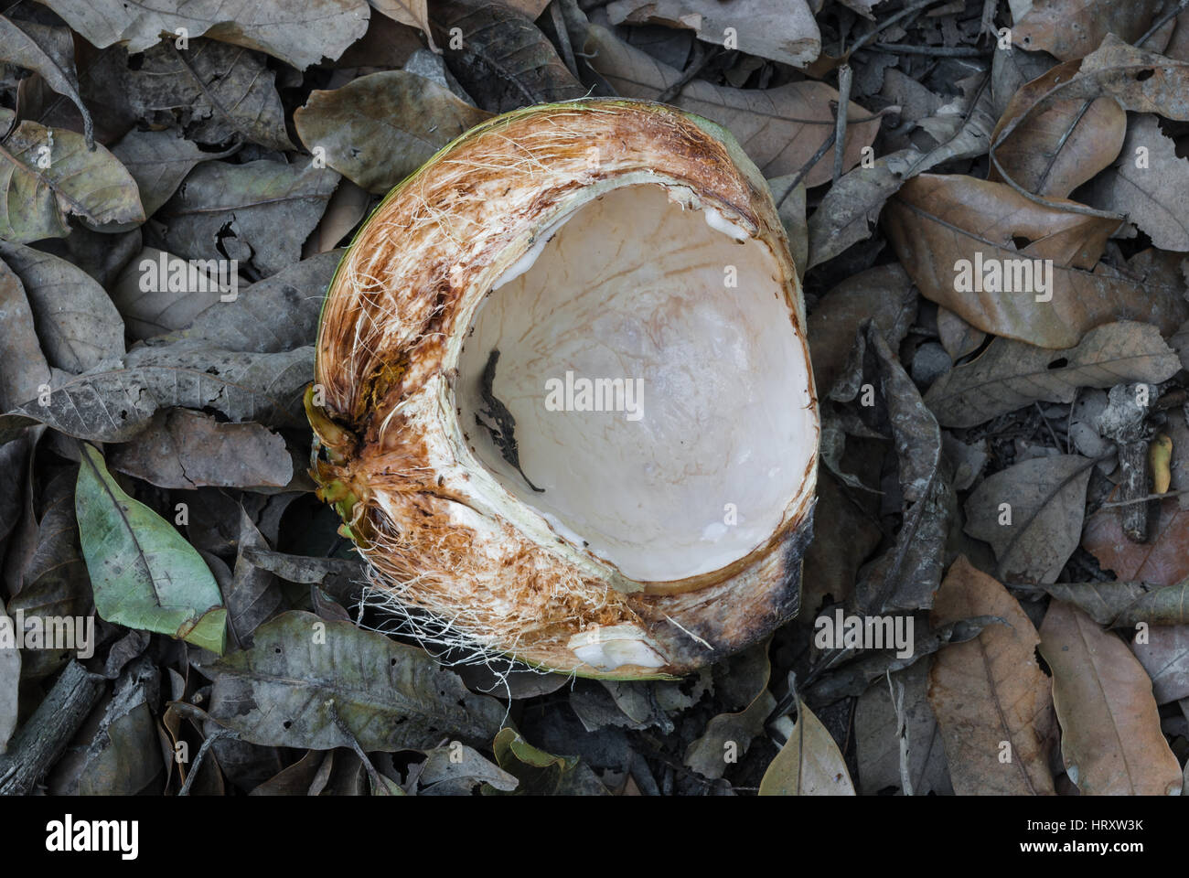 Empty coconut shell pile hi-res stock photography and images - Alamy