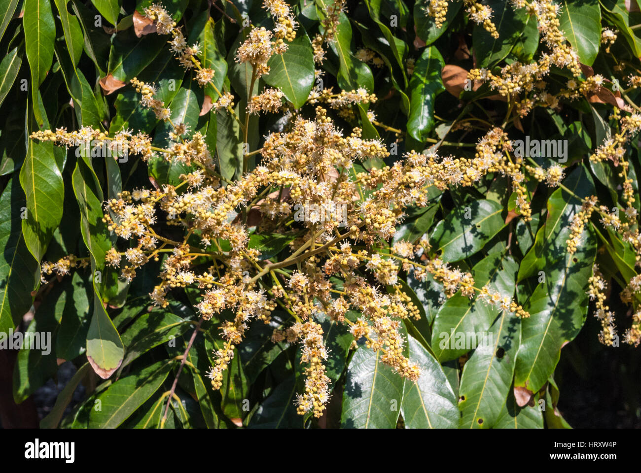 Longan tree hi-res stock photography and images - Alamy