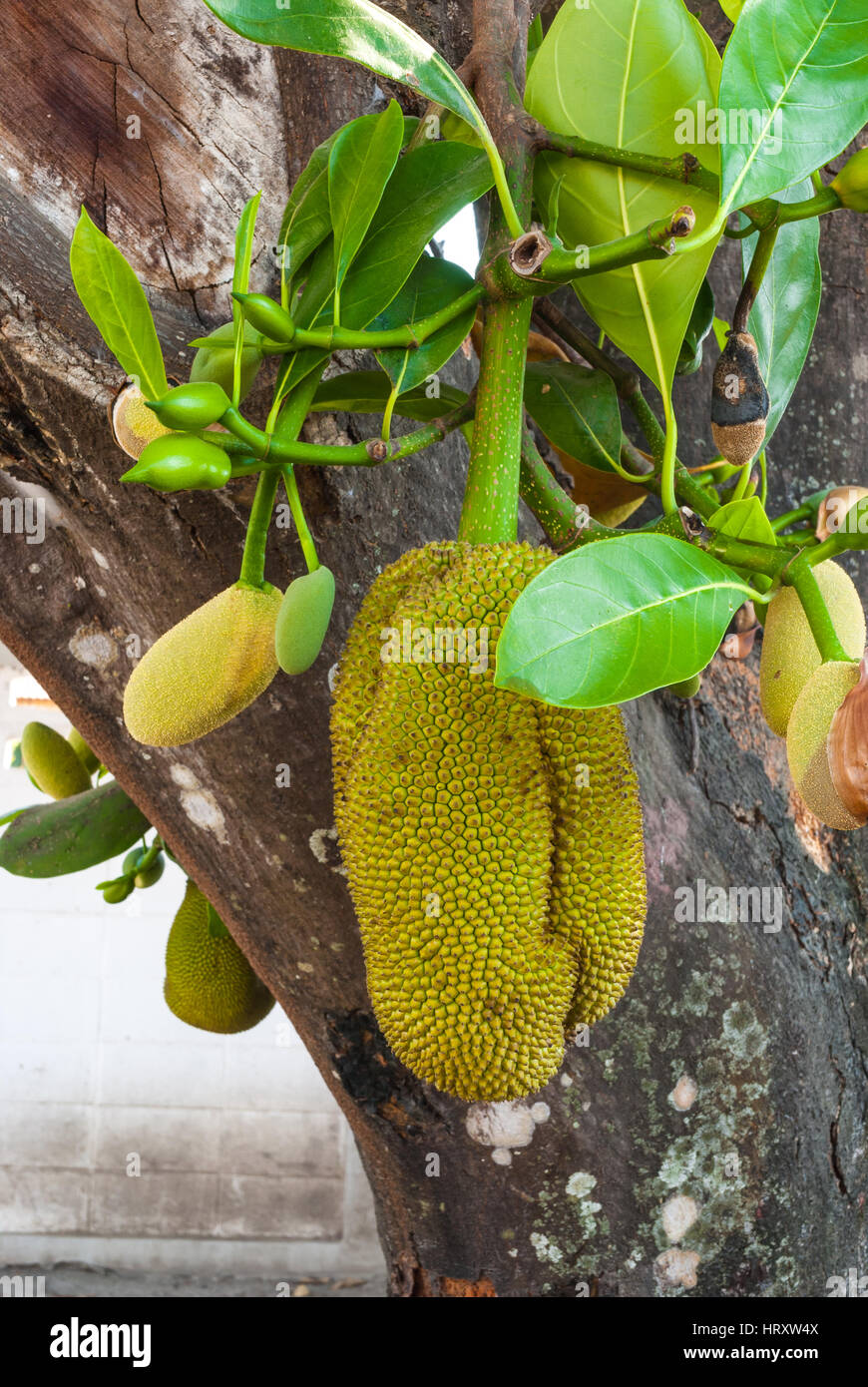 Growing fresh small jackfruit hi-res stock photography and images - Alamy