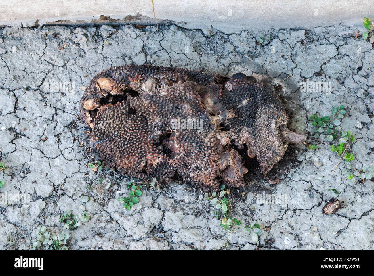 Jackfruit waste hi-res stock photography and images - Alamy