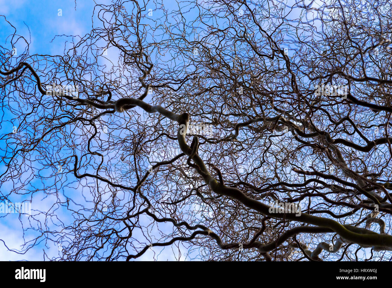 Salix babylonica pekinensis Tortuosa, contorted willow Stock Photo - Alamy