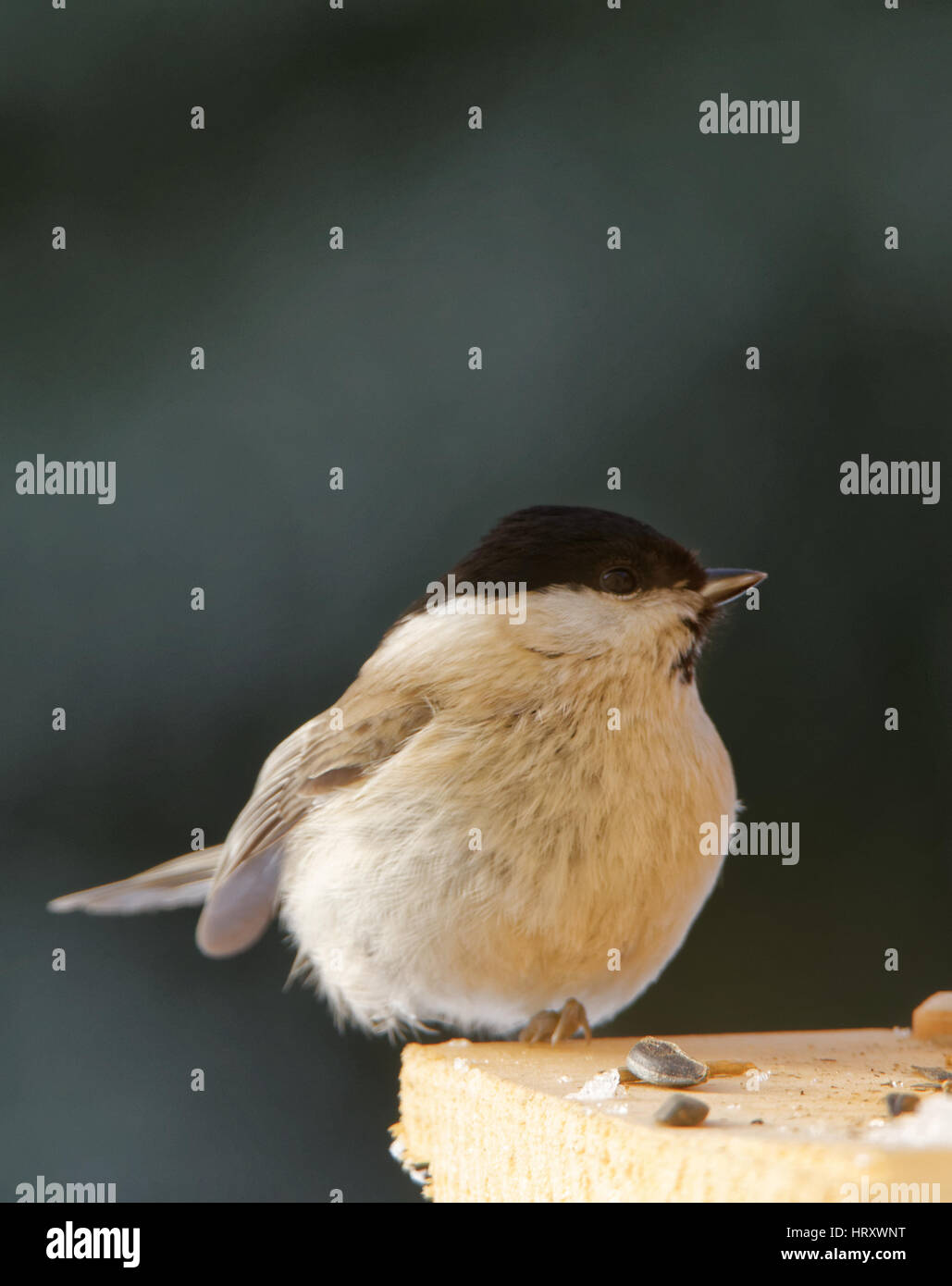 Willow tit (Poecile montanus) is a passerine bird in the tit family ...