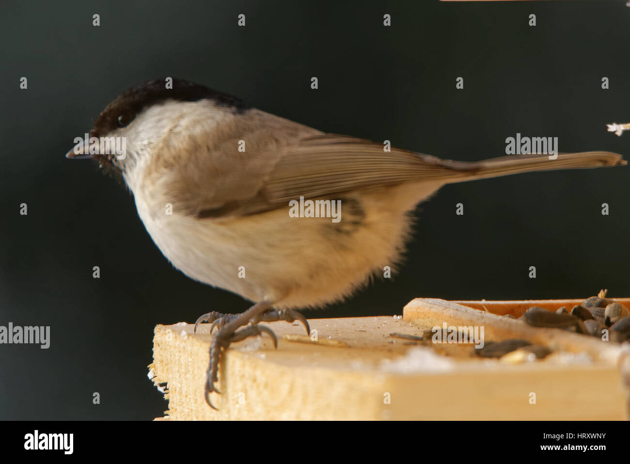 Willow tit (Poecile montanus) is a passerine bird in the tit family ...