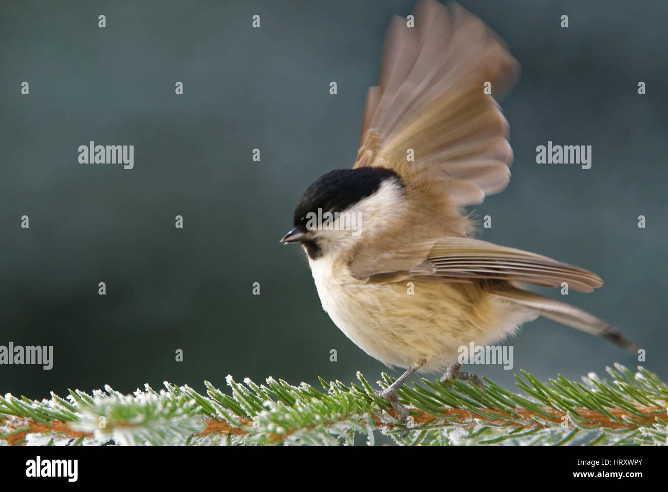 Willow tit (Poecile montanus) is a passerine bird in the tit family ...