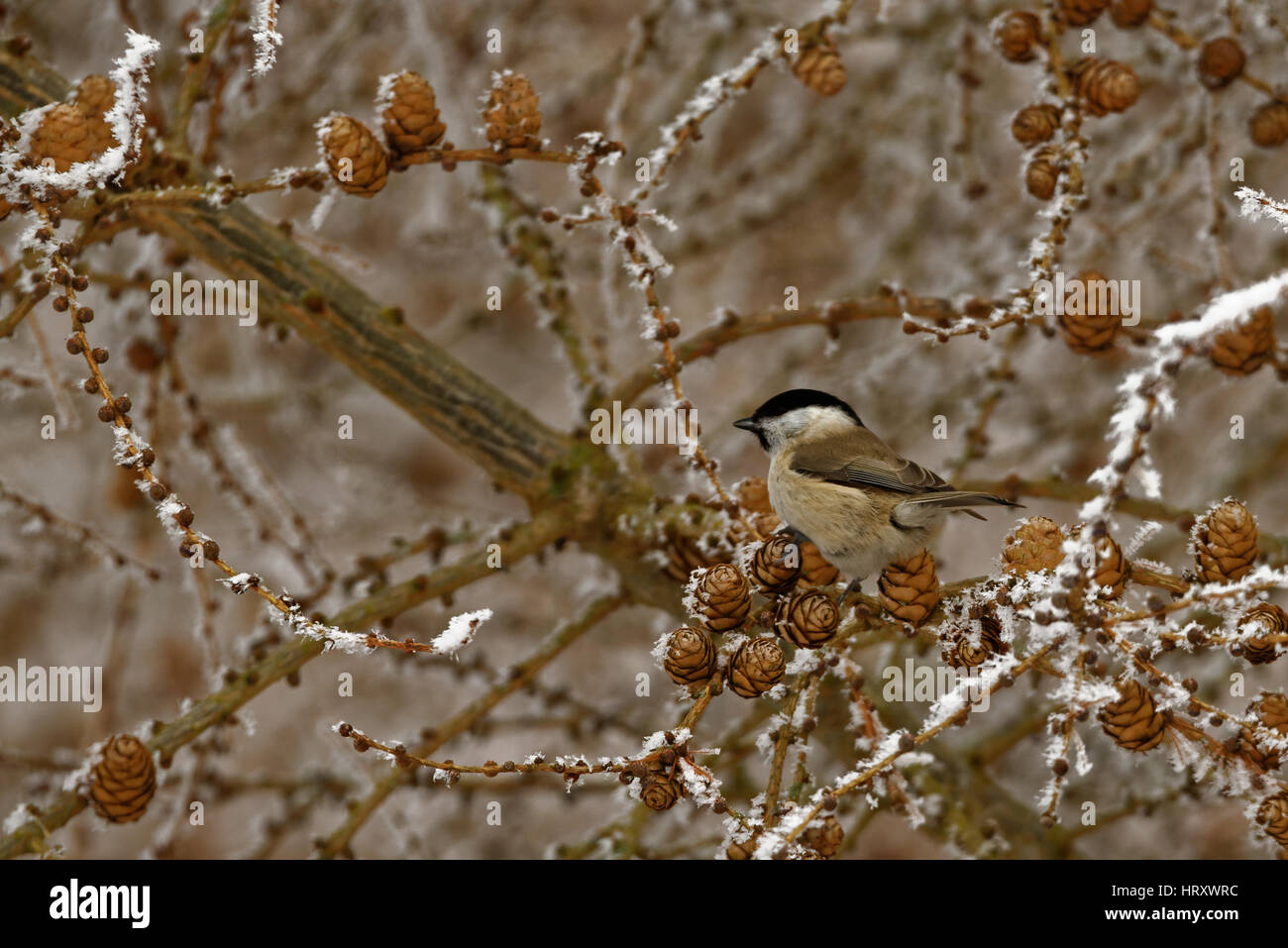 Willow tit (Poecile montanus) is a passerine bird in the tit family ...