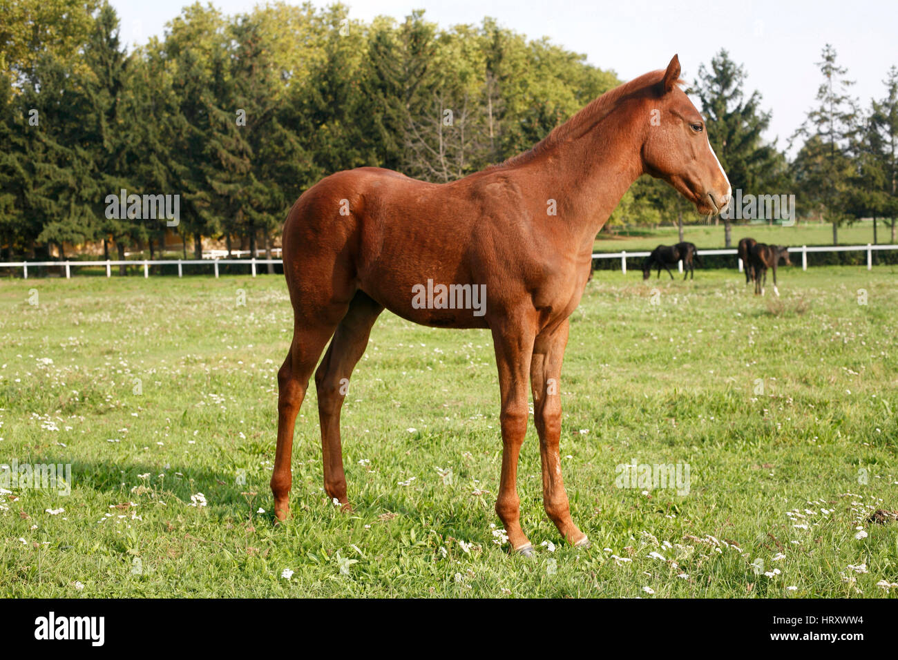Beautiful purebred little foal standing on pasture springtime Stock ...