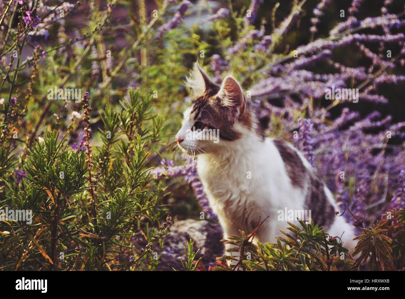 Cute little two-coloured kitten in purple flowers Stock Photo - Alamy