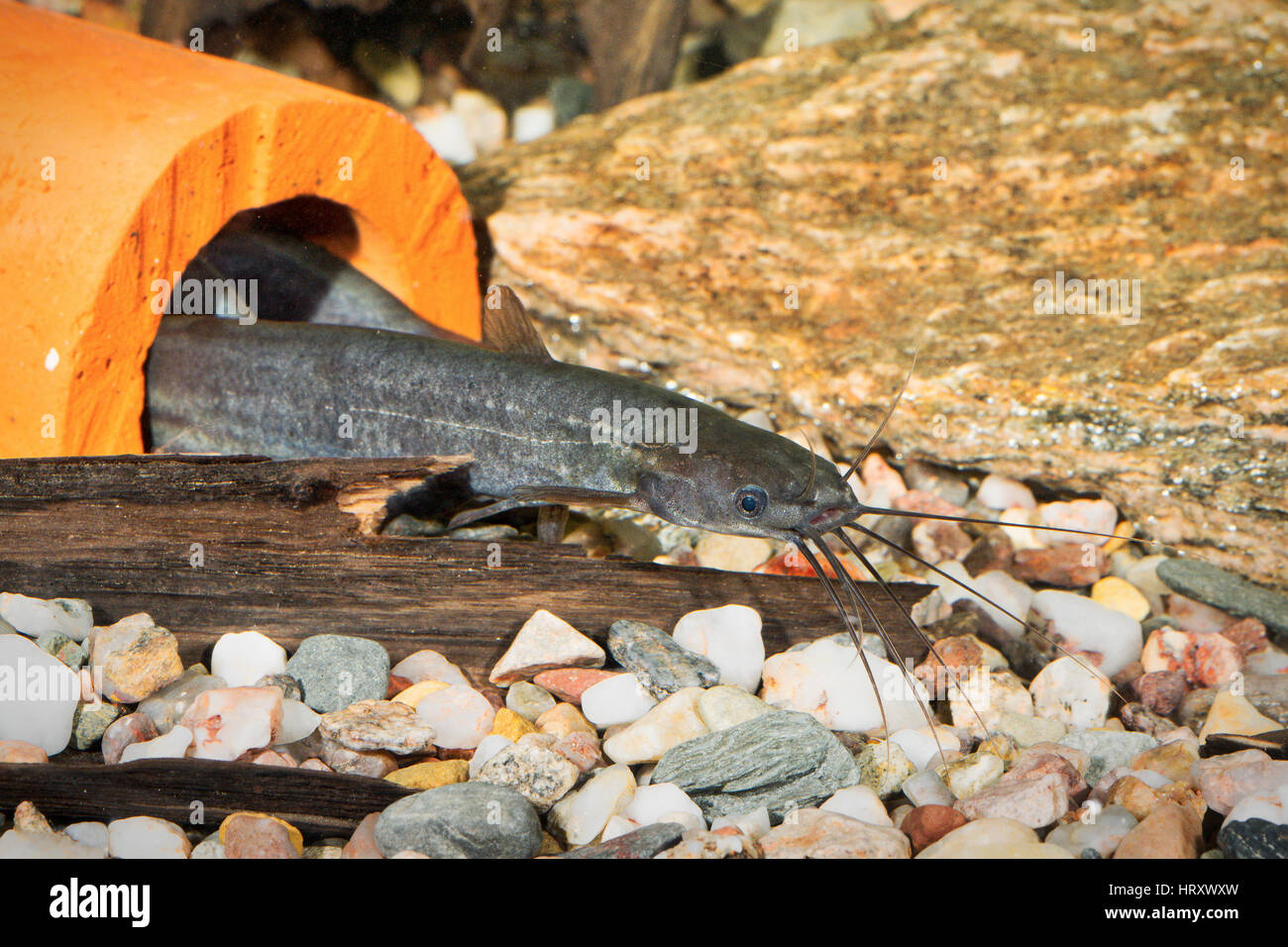 Portrait of freshwater catfish (Heteropneusteus fossilis) in aquarium ...