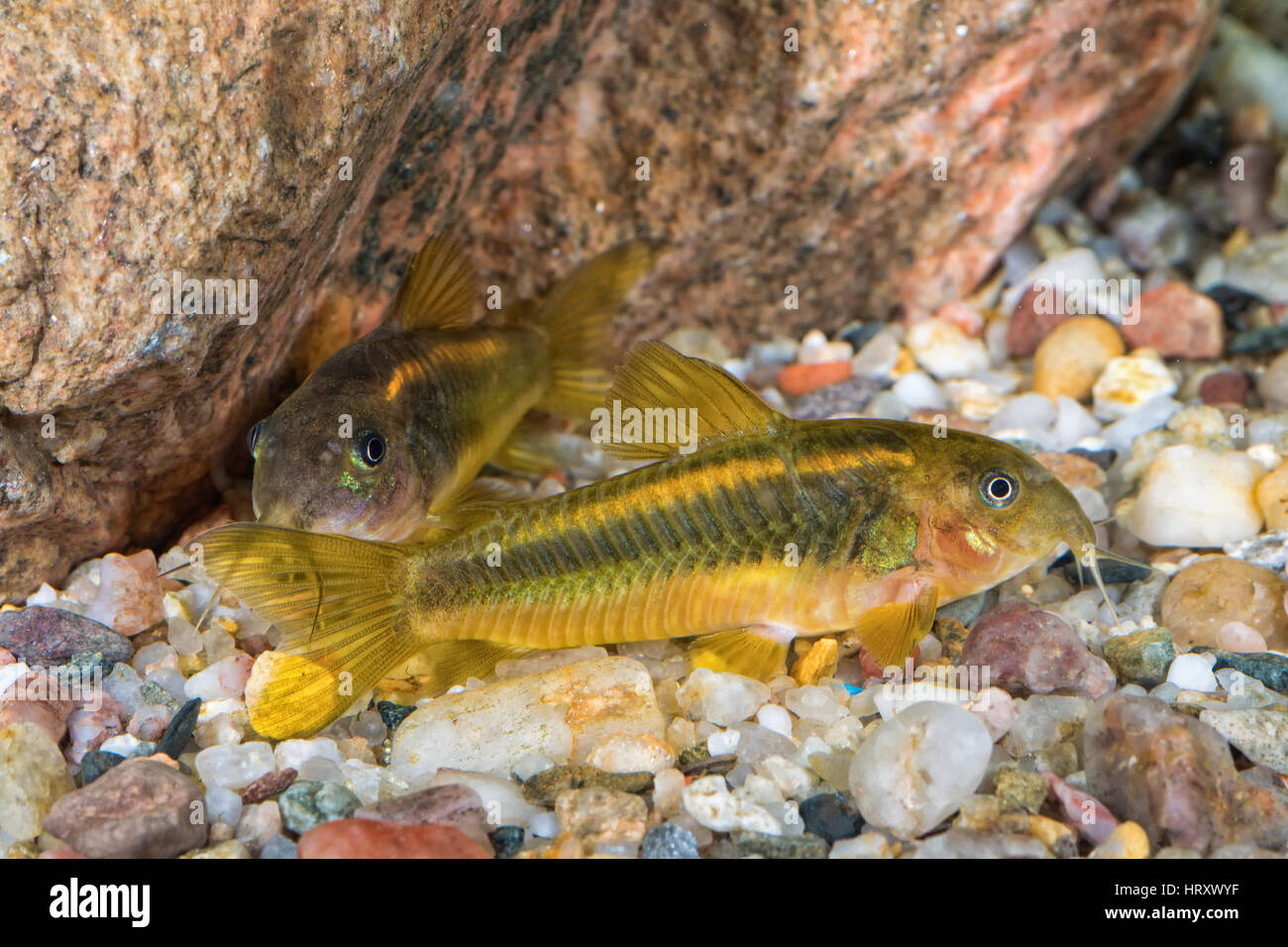 Portrait of freshwater catfish (Corydoras sp.) in aquarium Stock Photo ...