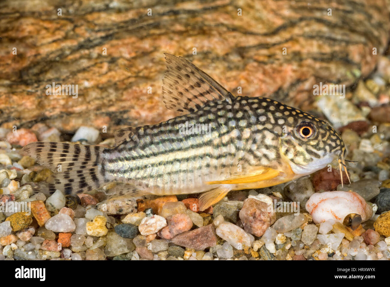 Portrait of freshwater catfish (Corydoras sterbai) in aquarium Stock ...