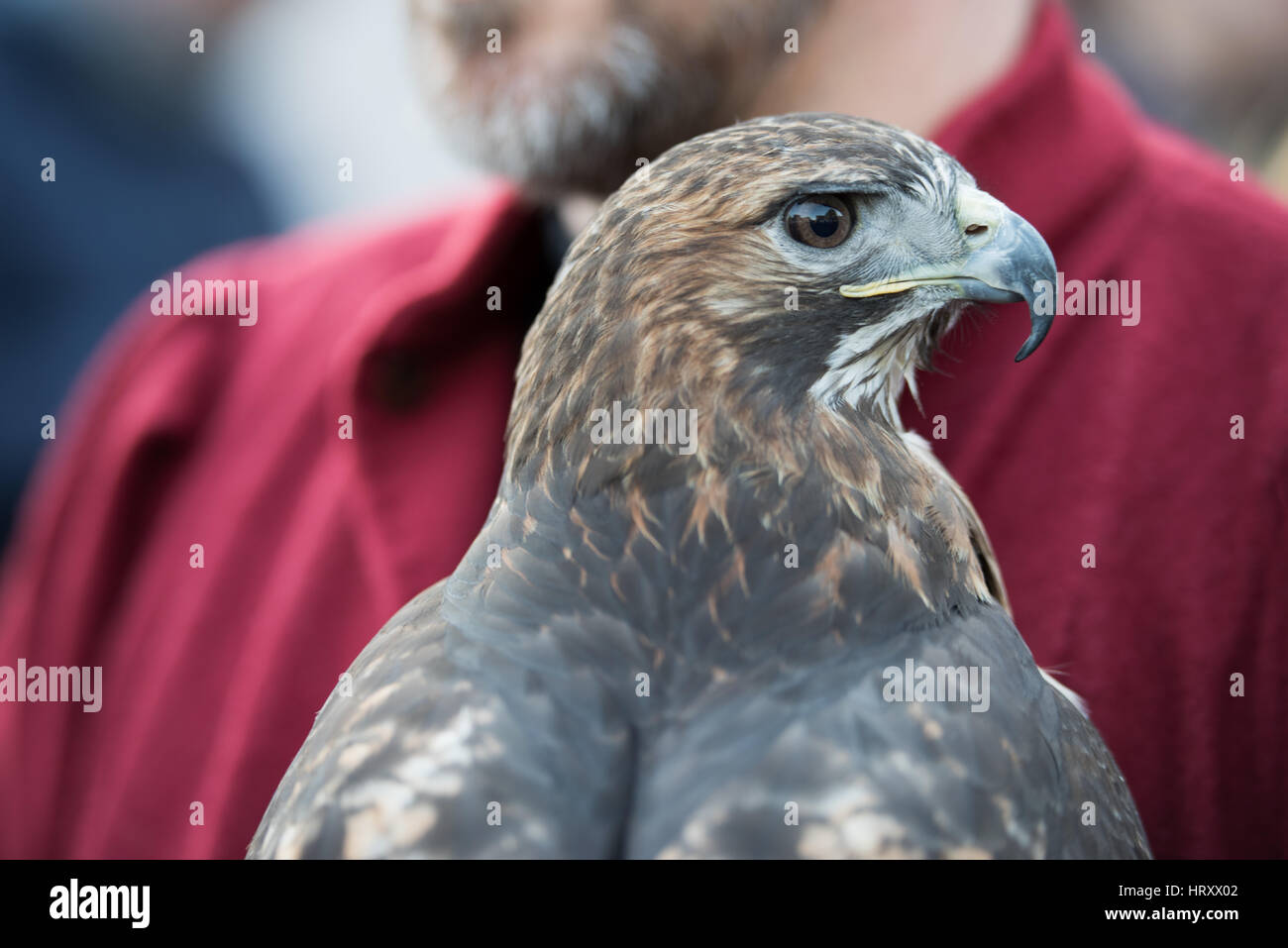 Person holding hawk hi-res stock photography and images - Alamy