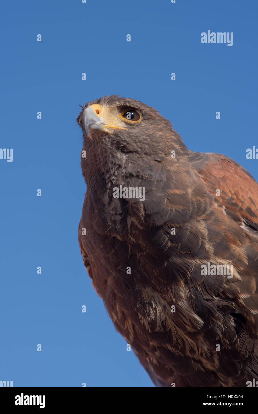 Red tailed hawk, an American raptor Stock Photo - Alamy