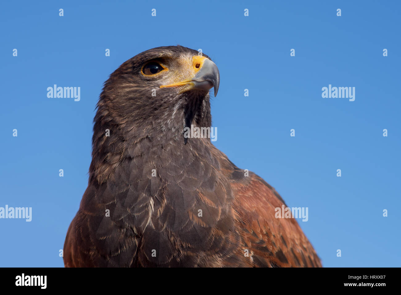 Red tailed hawk, close-up view Stock Photo - Alamy