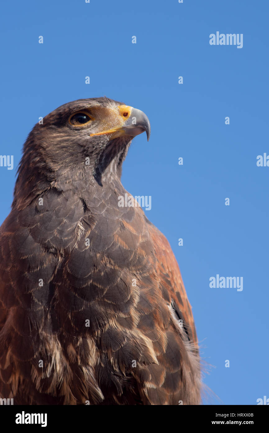 Golden eagle aquila chrysaetos posing hi-res stock photography and ...