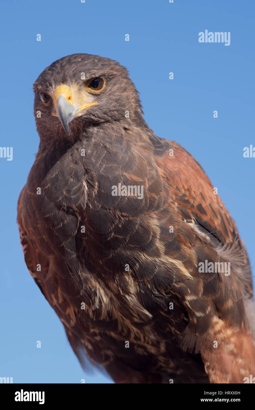 Red tailed hawk looking at camera hi-res stock photography and images ...