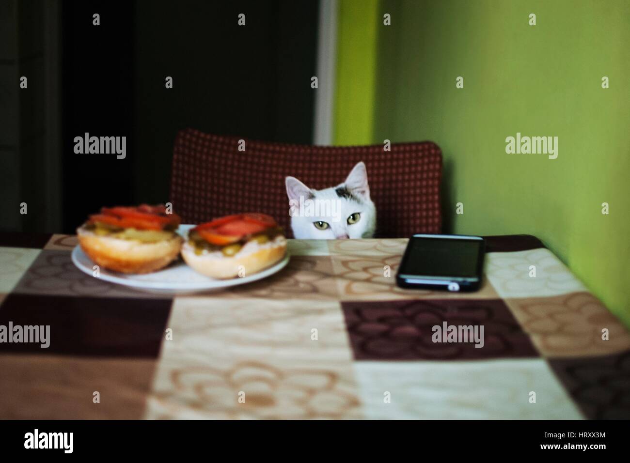 Hungry sneaky cat waiting for dinner at the table Stock Photo - Alamy
