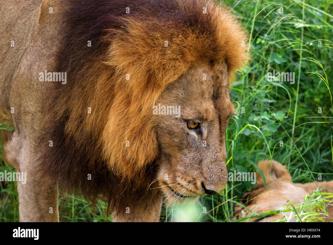 Portrait of male lion with female partner in the dense grass-Kruger ...