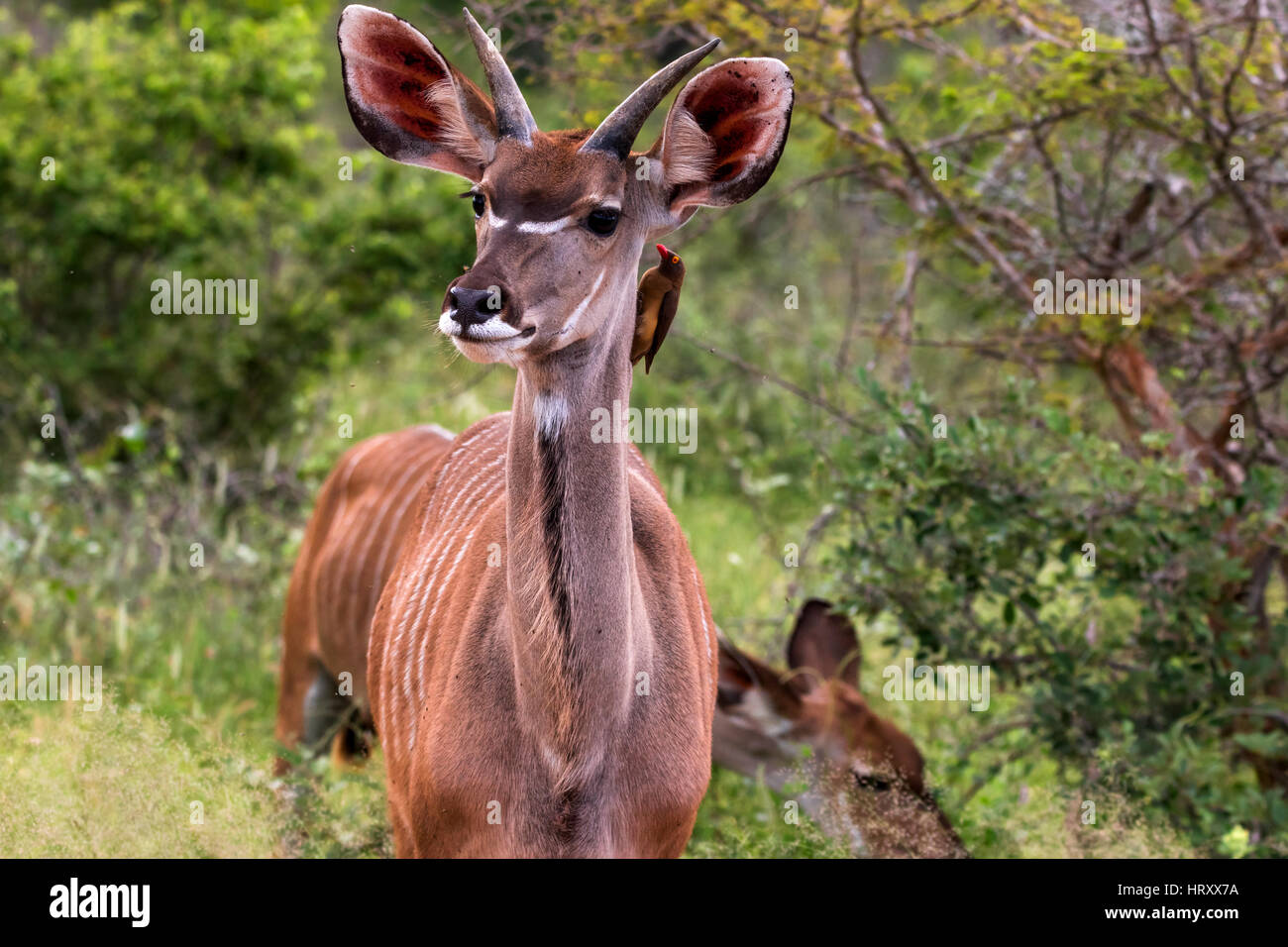 Antelope Kudu with oxpecker bird in Kruger National Park, South Africa ...