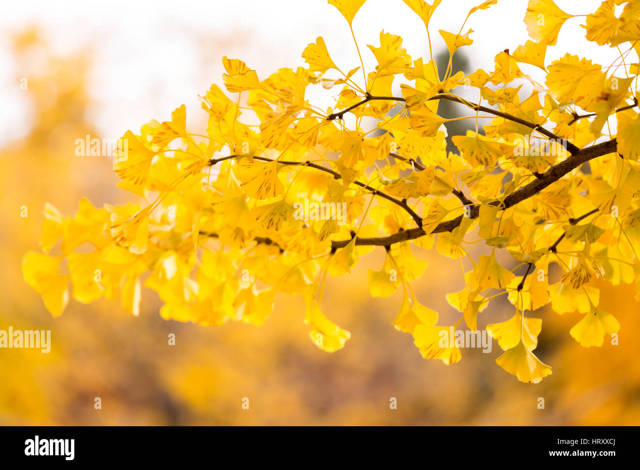Ginkgo trees in Autumn in Tokyo Japan Stock Photo - Alamy