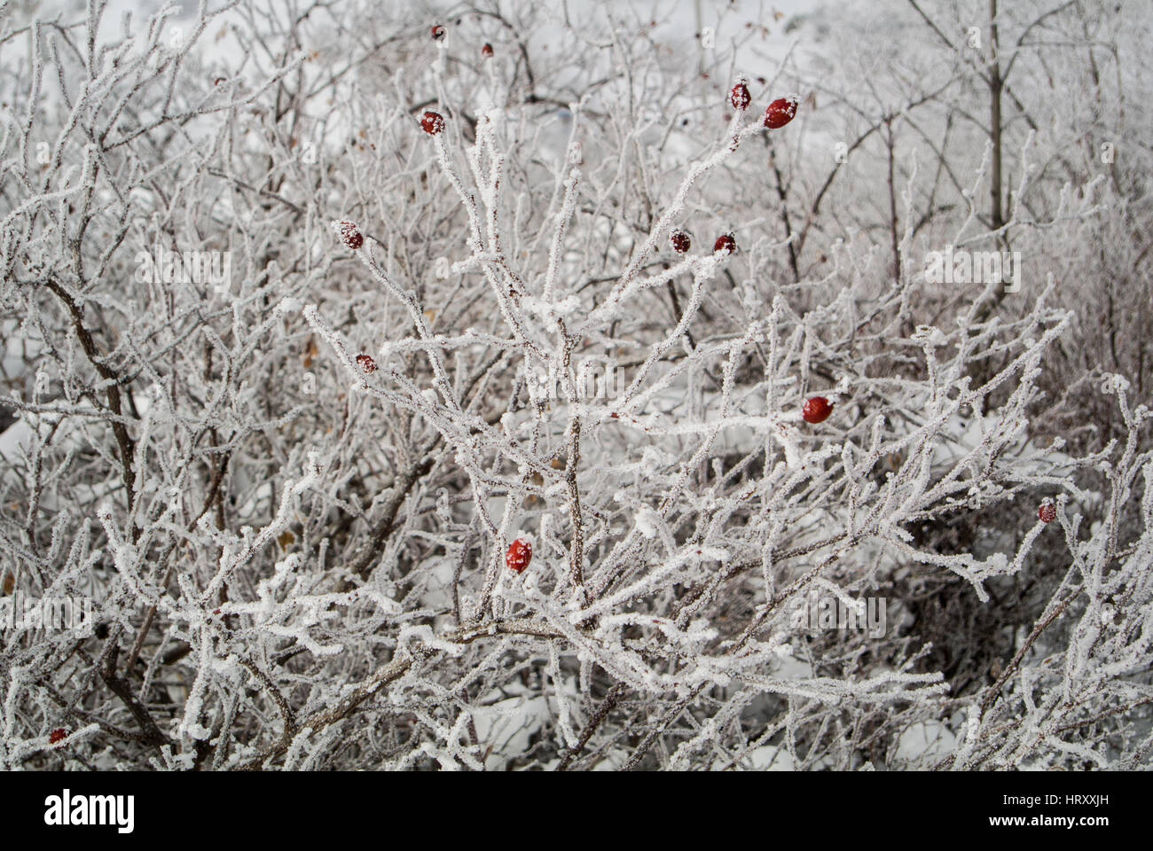 Briar bush hi-res stock photography and images - Alamy