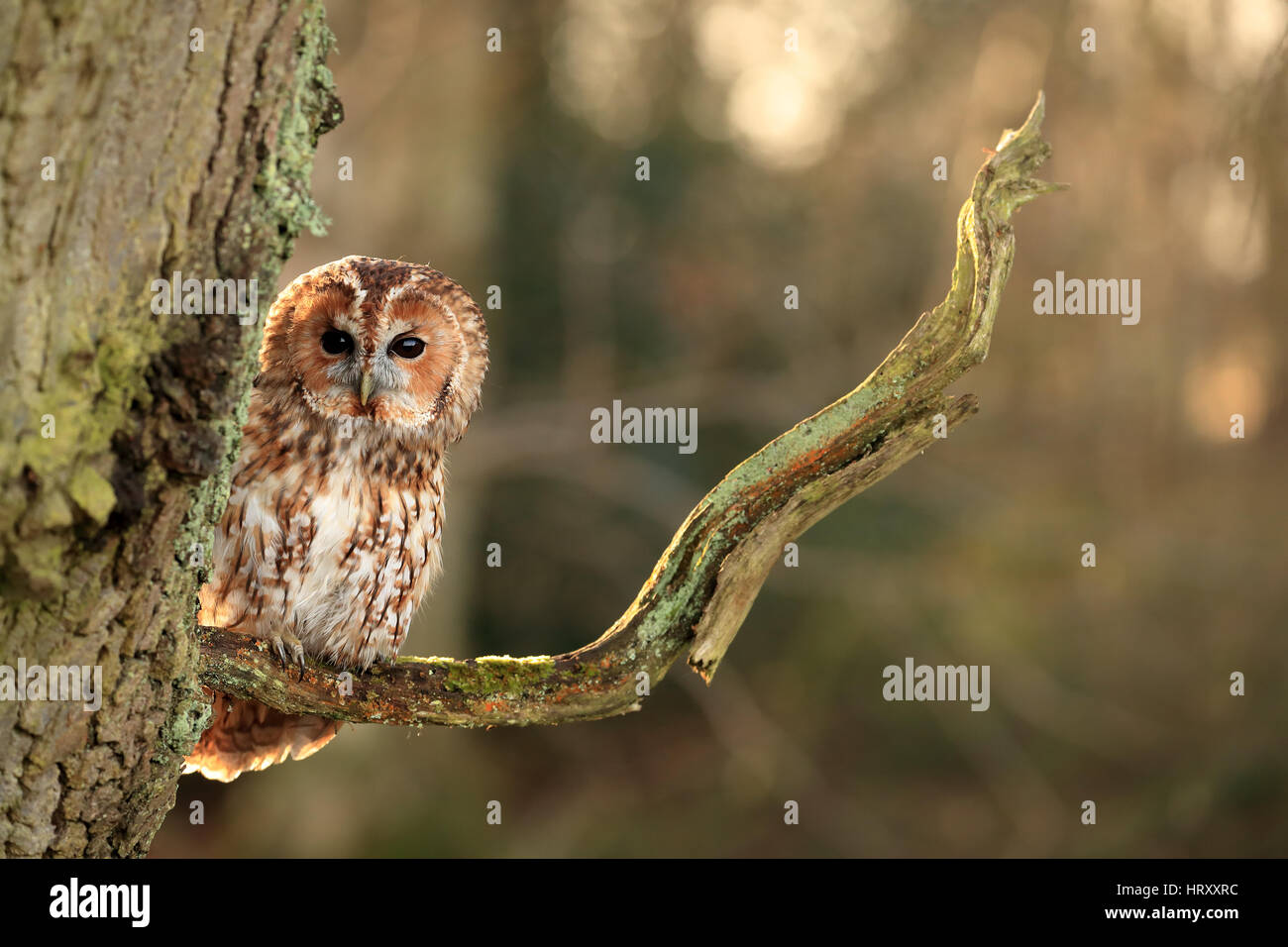 tawny owl perched on a tree branch in a woodland, beautifully sunlit ...