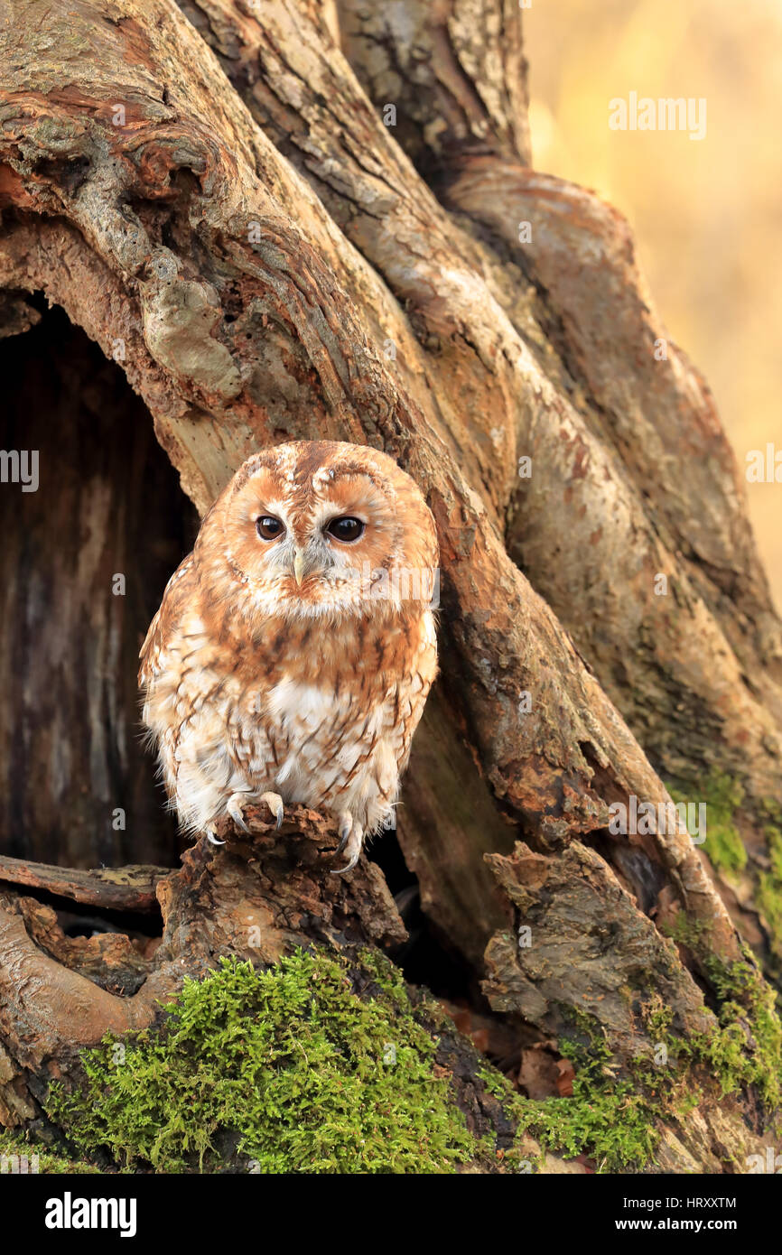 tawny owl perched in a hollow in a tree looking out Stock Photo - Alamy