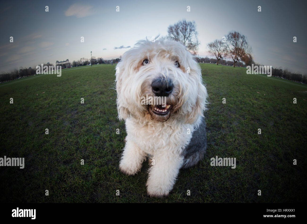 A smiling old English sheepdog Stock Photo - Alamy