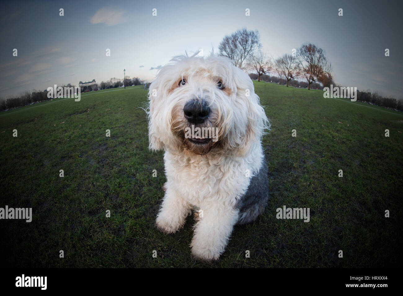 Old english sheepdogs hi-res stock photography and images - Alamy