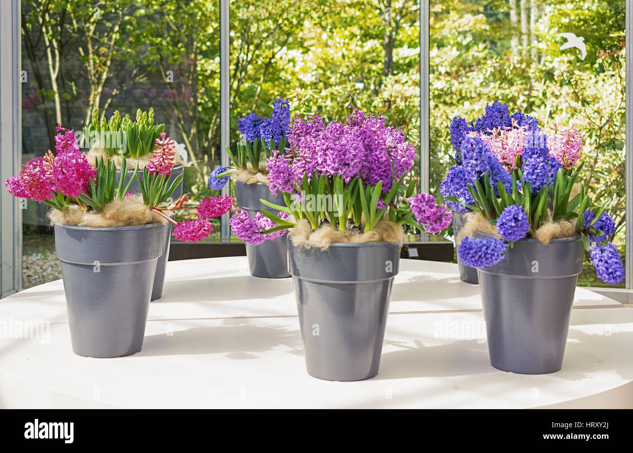 Decorating windows hyacinths in pots Stock Photo - Alamy