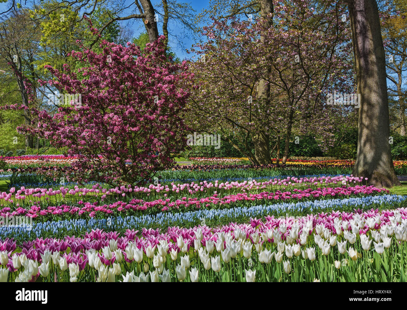 Multi-colored species of flower fields in Keukenhof park, Netherlands ...