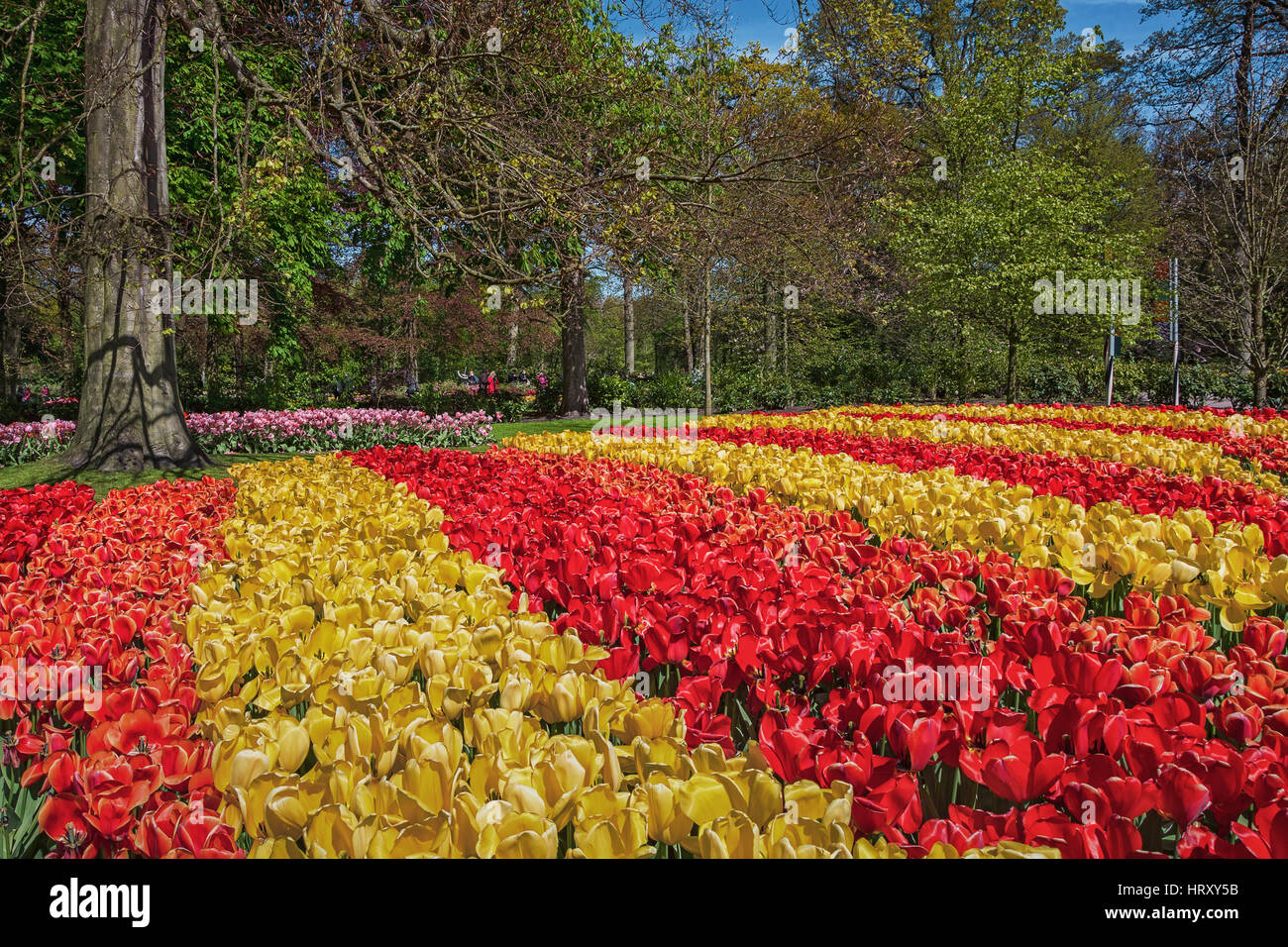 Multi-colored species of flower fields in Keukenhof park, Netherlands ...