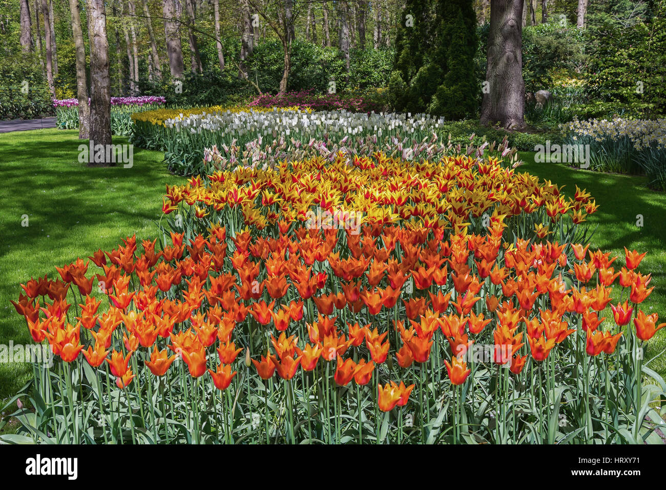 Multi-colored species of flower fields in Keukenhof park, Netherlands ...