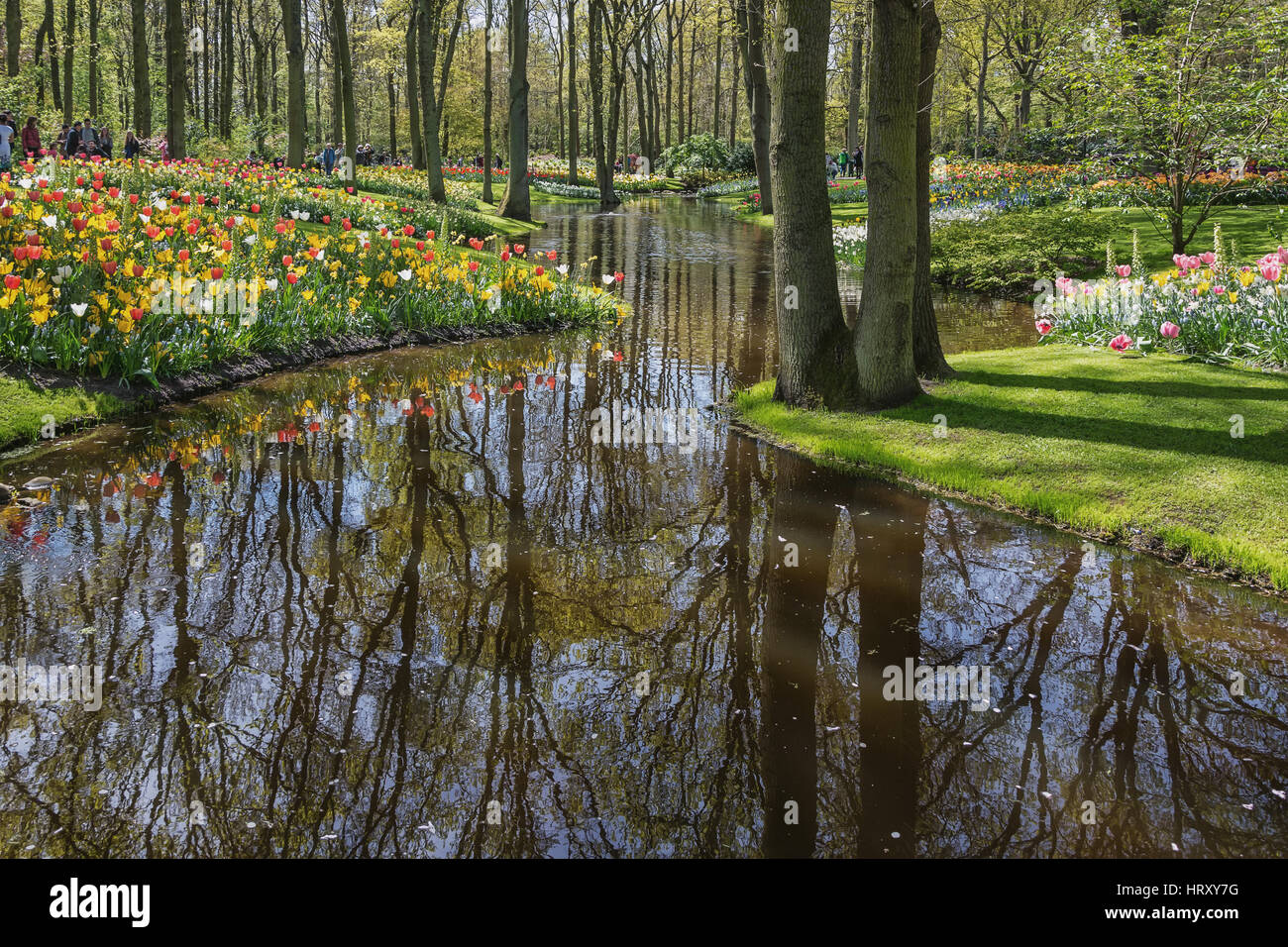 Multi-colored species of flower fields in Keukenhof park, Netherlands ...