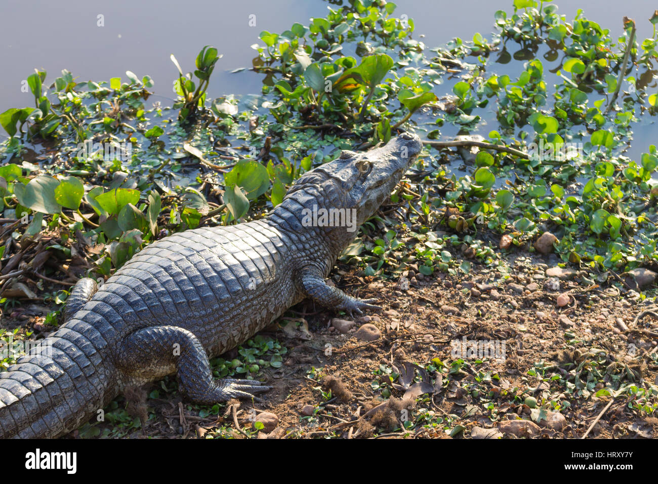 Caiman which heats up in the morning sun from Pantanal, Brazil ...