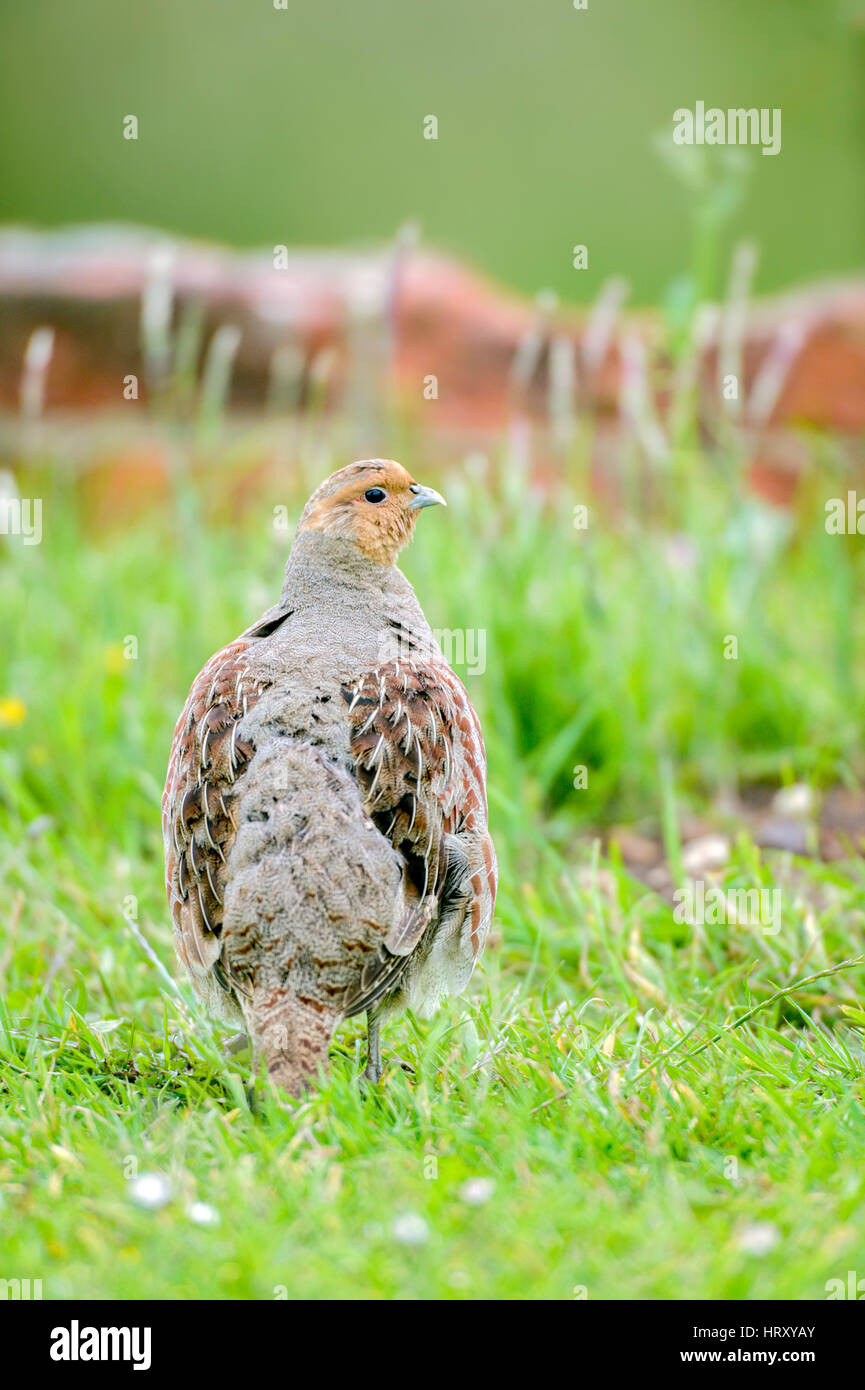 Grey partridge farm hi-res stock photography and images - Alamy