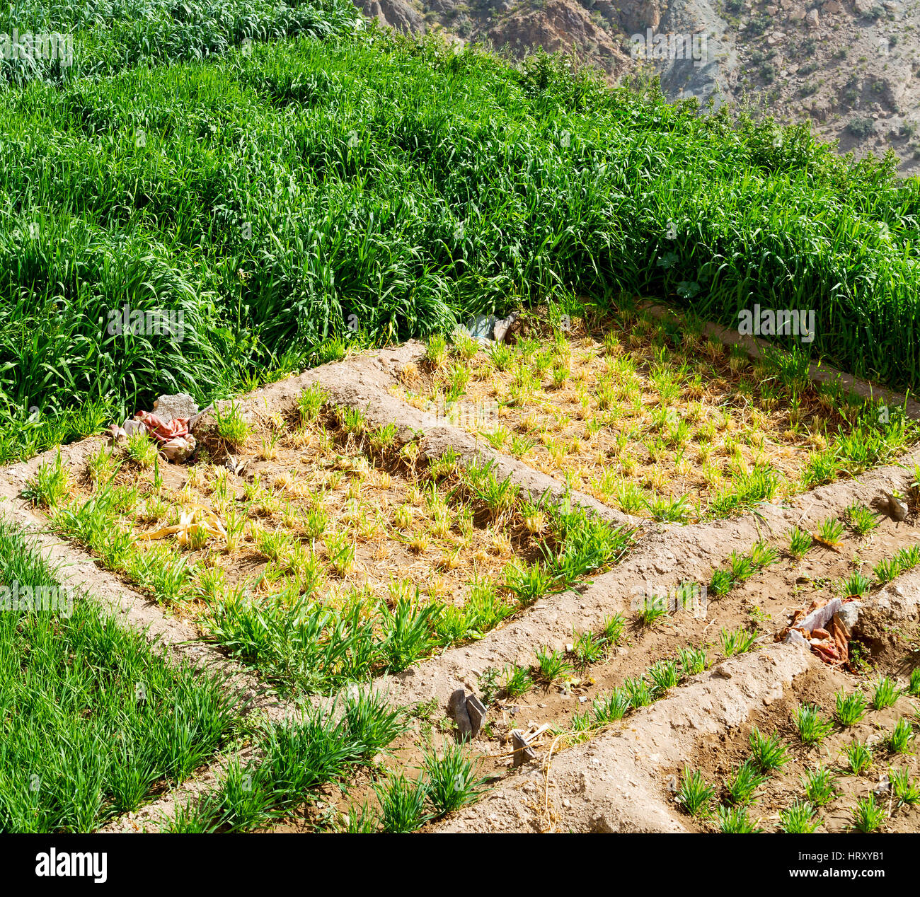 nature and color in oman the cultivation of rice plant hill Stock Photo ...