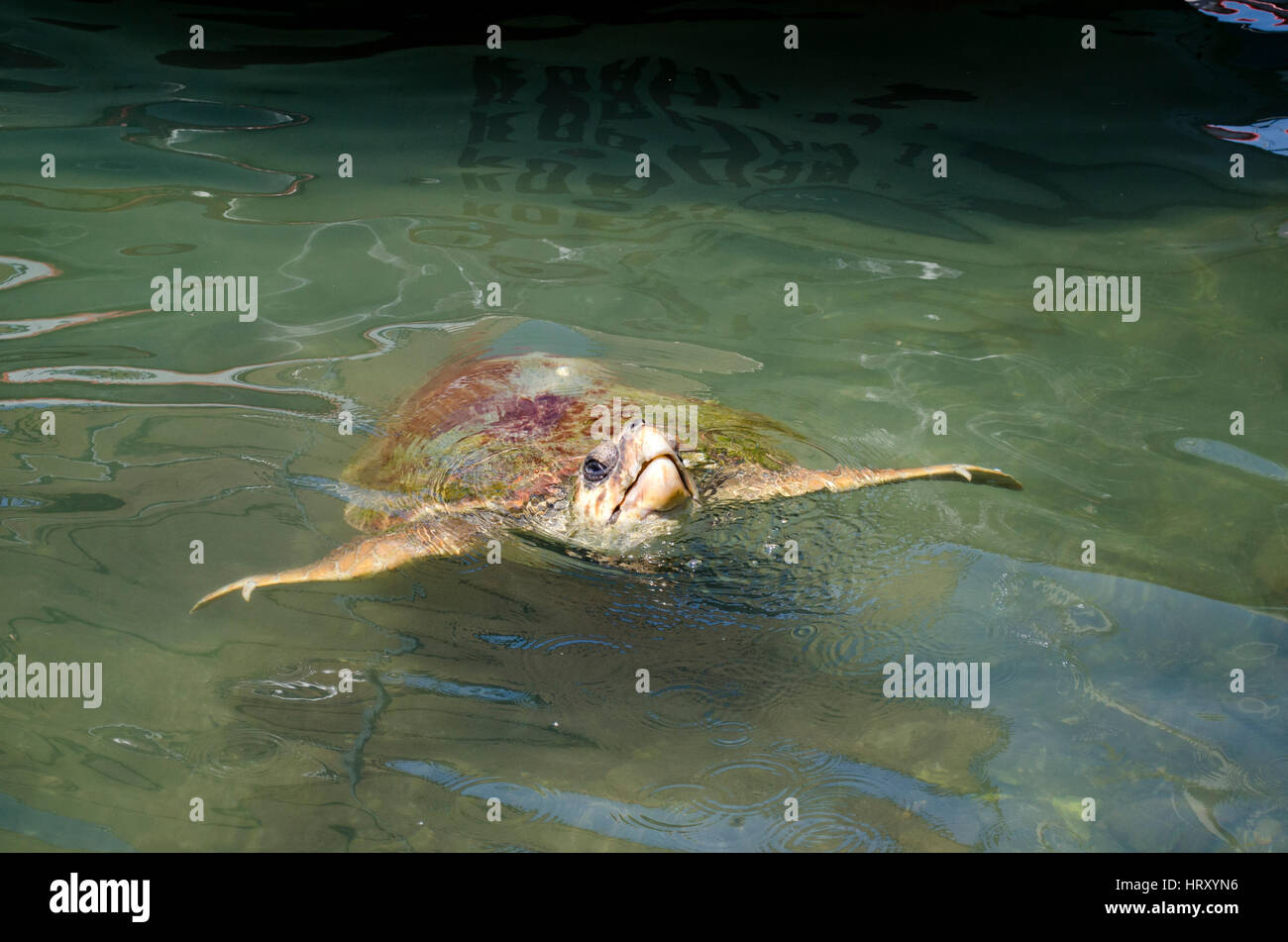 Turkish sea turtle swims into Fetheye fishing harbour in Turkey Stock ...