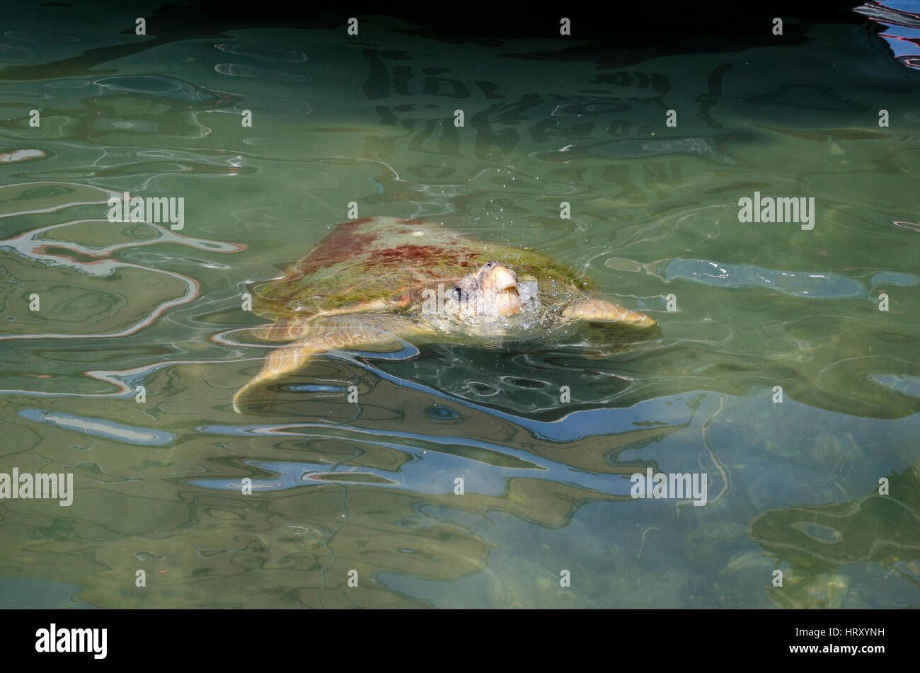Turkish sea turtle swims into Fetheye fishing harbour in Turkey Stock ...