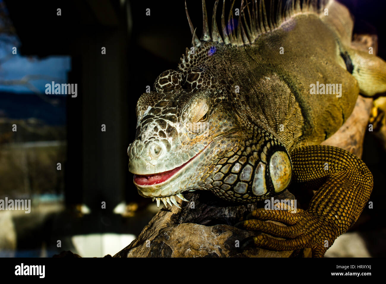 Primitive amphibian hi-res stock photography and images - Alamy