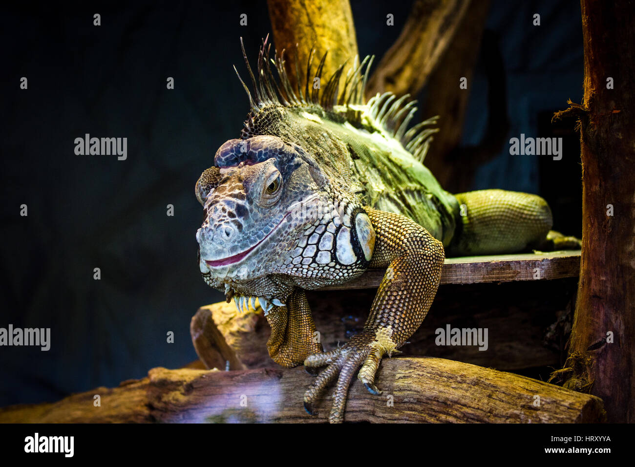 Primitive amphibian hi-res stock photography and images - Alamy