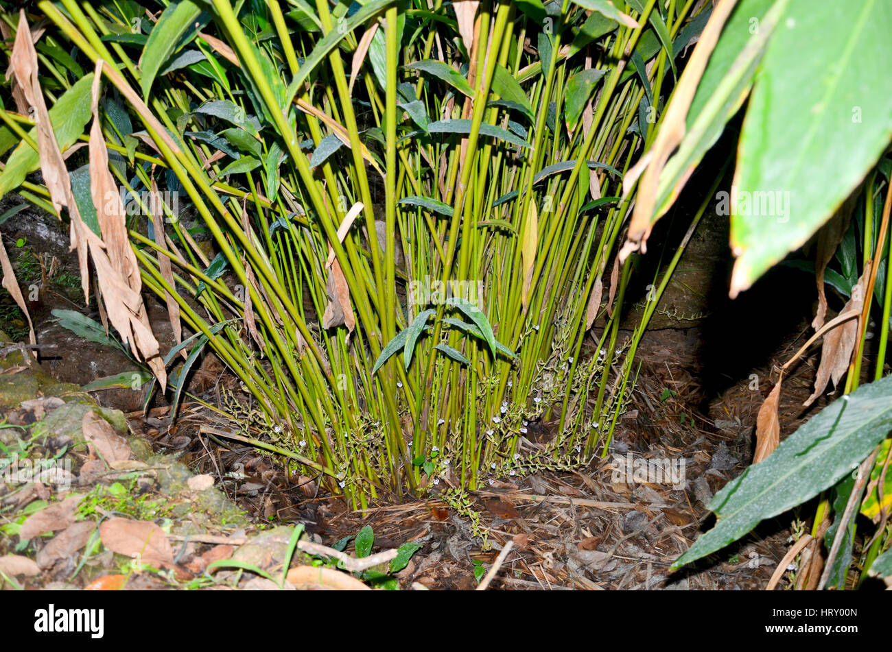 Cardamom plants with flowers and bunch of small tender cardamoms Stock ...