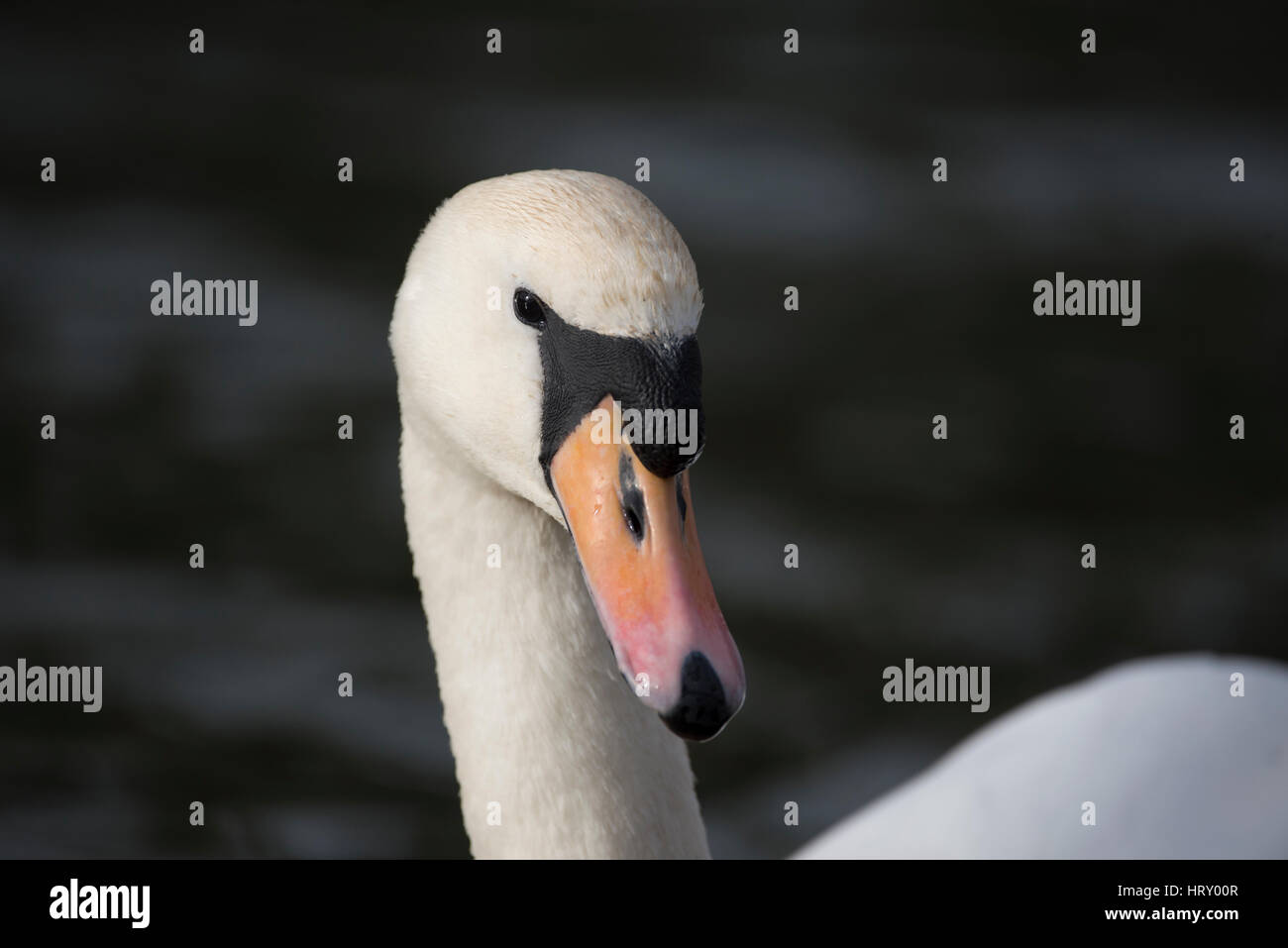 Swan neck straight hi-res stock photography and images - Alamy