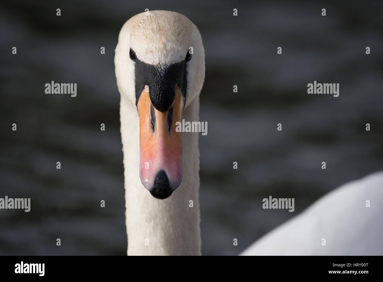 Swan neck straight hi-res stock photography and images - Alamy
